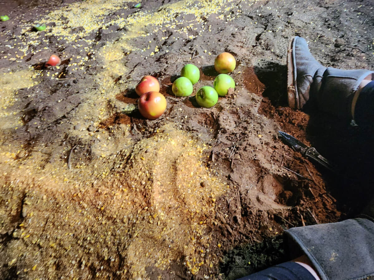Baiting Deer 101: When, Why, and How