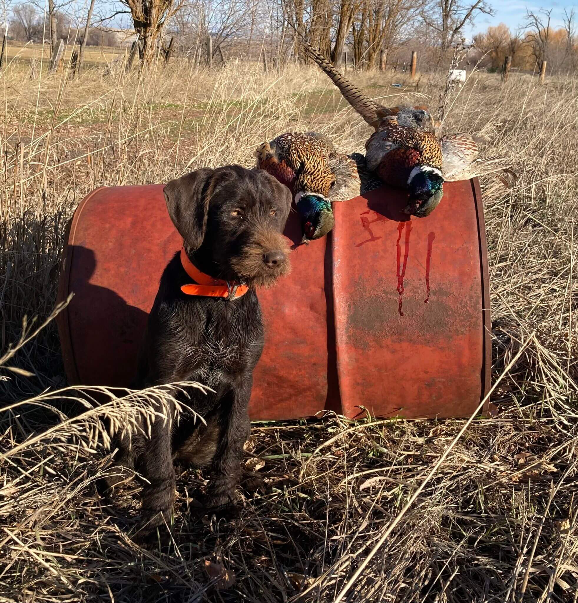 Ten Tips for Your New Hunting Puppy